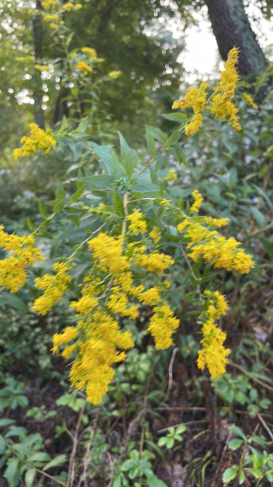 Bare-root Bulk Wrinkle-leaf or Rough-stemmed Goldenrod - Etsy