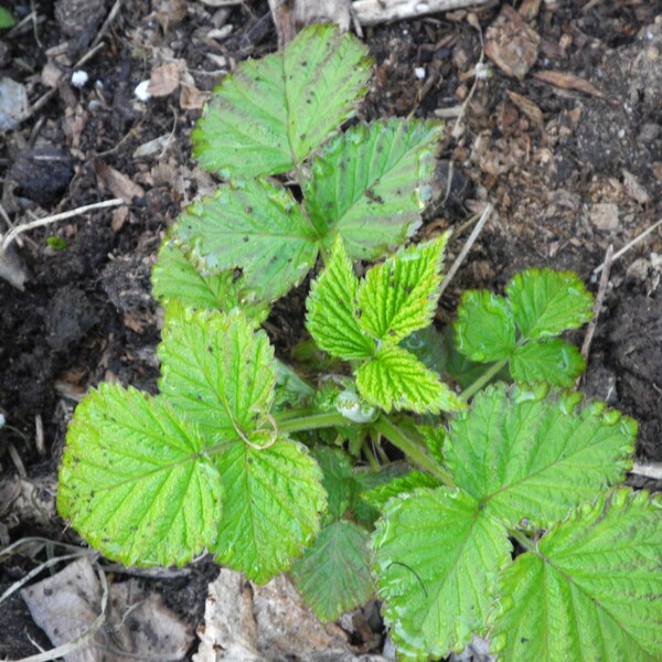 Raspberry Plant - Etsy
