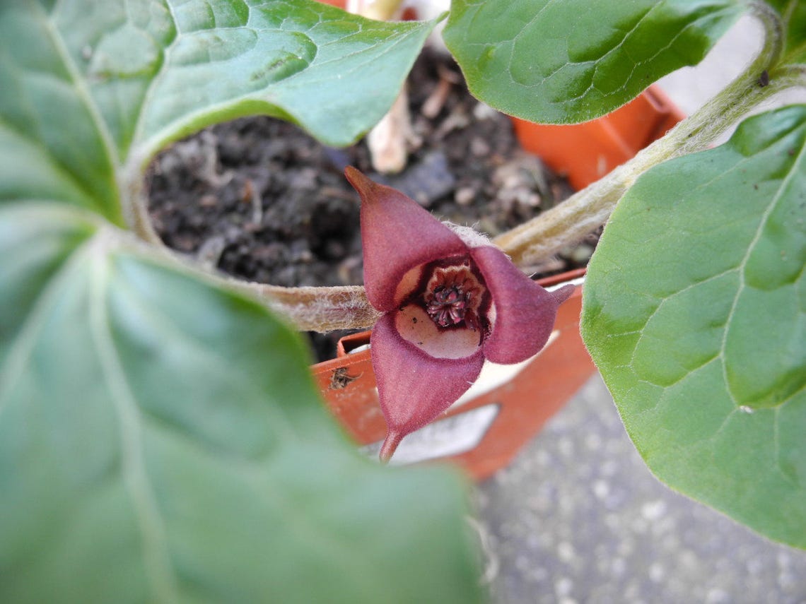 Bare-root Wild Ginger Plants - Etsy