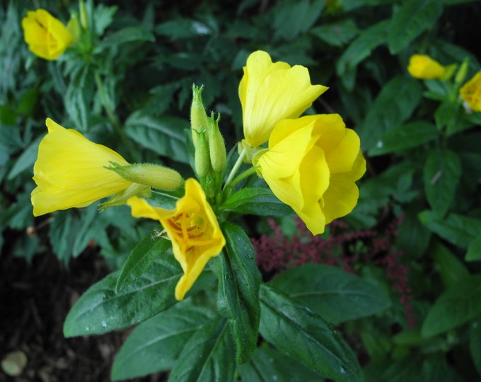 Bare-root Bulk Evening Primrose Plants - Etsy