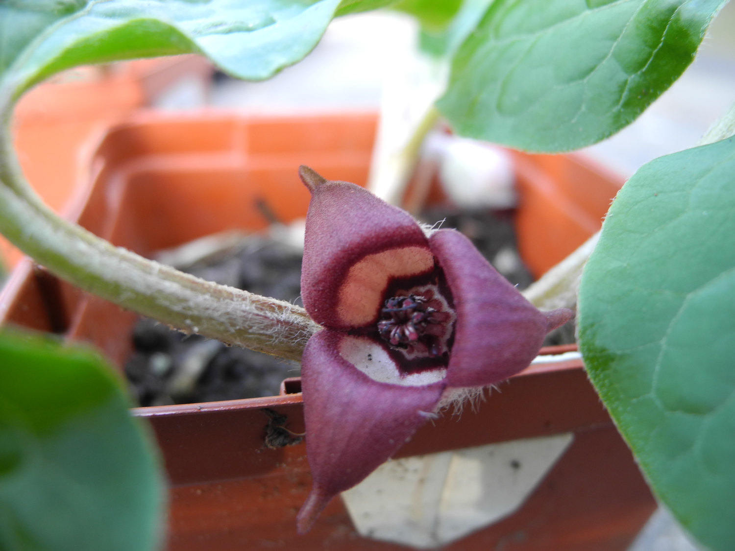 Bare-root Wild Ginger Plants - Etsy