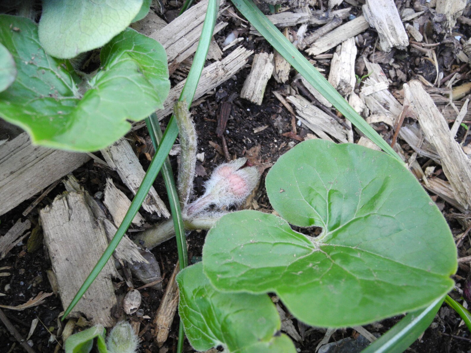 Bare-root Wild Ginger Plants - Etsy