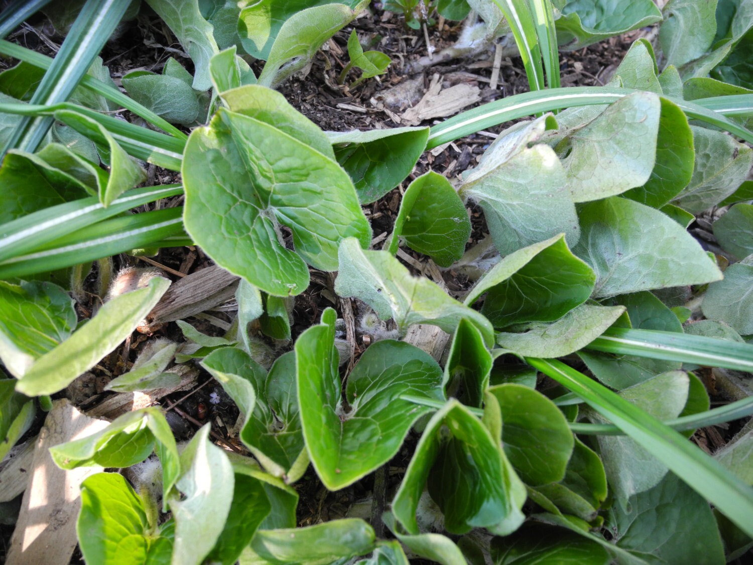 Bare-root Wild Ginger Plants - Etsy