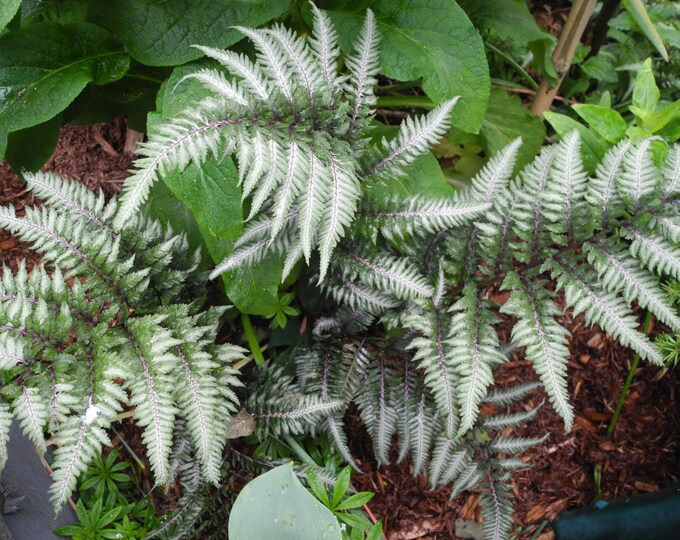 Swedish Ivy Live Plant - Etsy