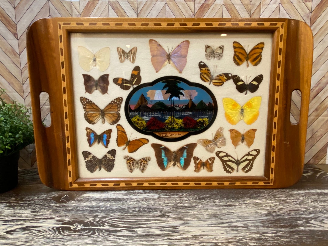 Vintage Framed Taxidermy Butterflies Wall Art Tray Pinned Butterfly in ...