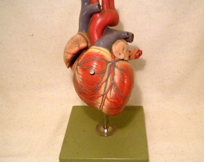 Vintage Anatomical Heart Human Model SOMSO Anatomy Pharmaceutical ...
