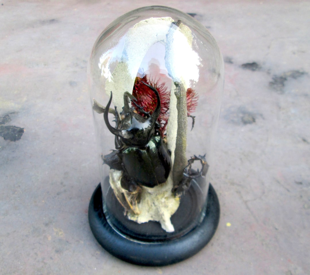 Taxidermy Insect Rhino Bettle Specimen Glass Dome Cloche Display - Etsy