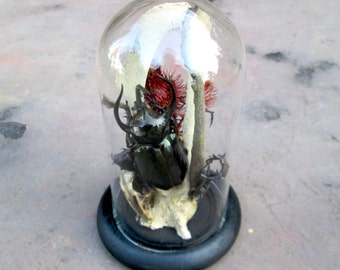 Insect Display Dome - Etsy