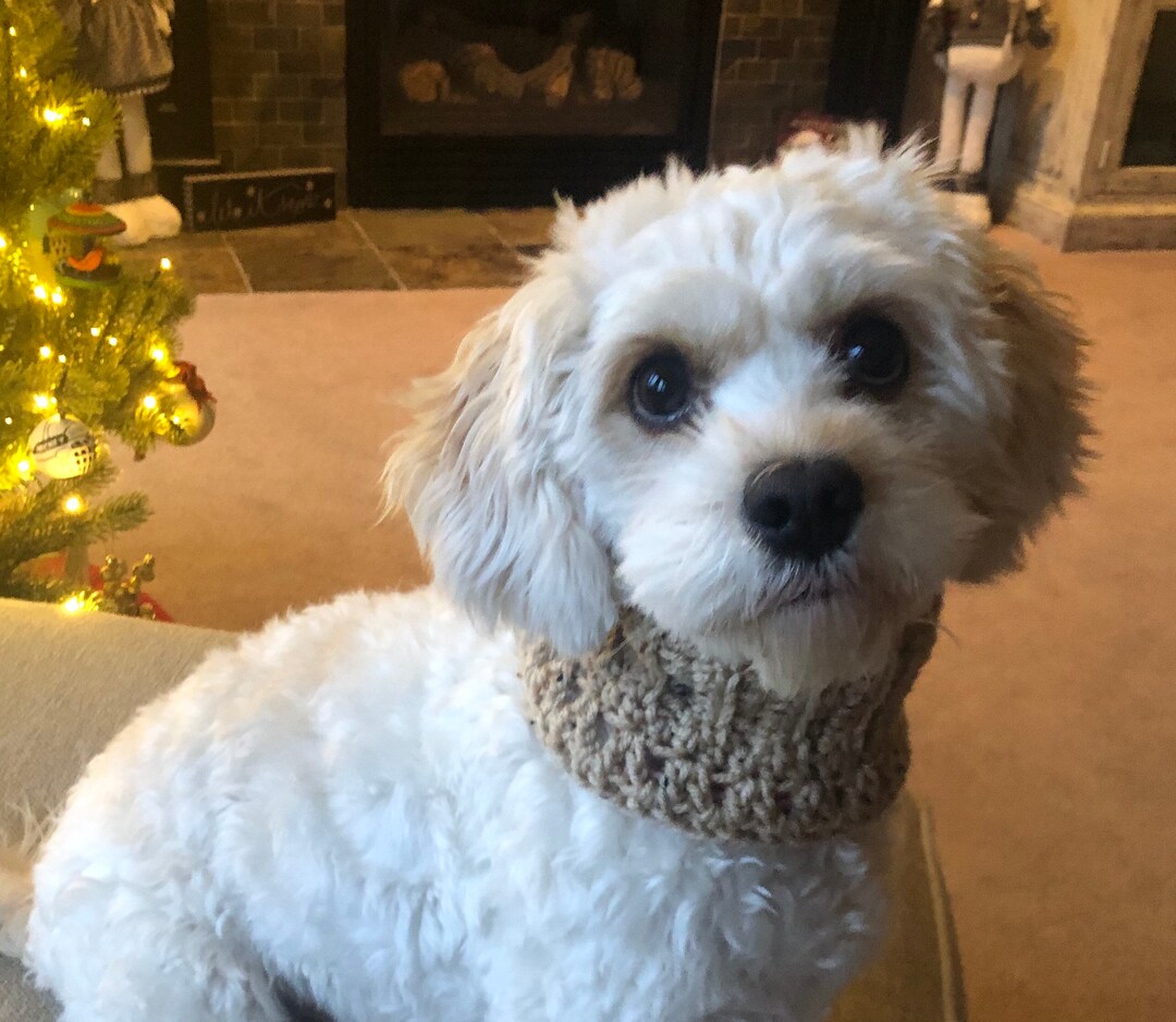 Dog Scarf, Neck Warmer, Small Dog, Crochet Neck Scarf, Winter Wear, Tan ...