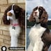 Hand Knit Springer Spaniel Golf Club Cover Golf Sock Made to Order - Etsy