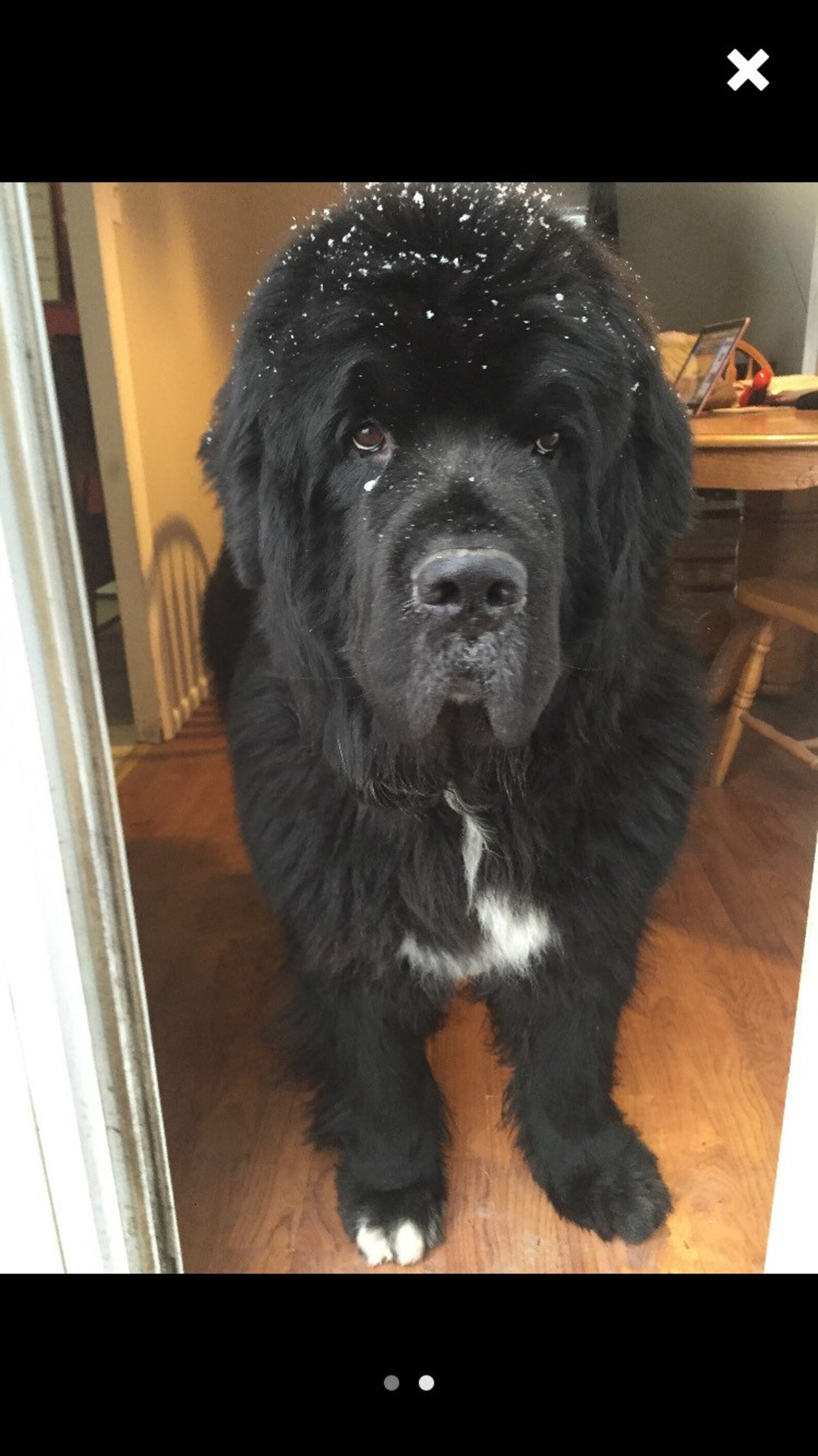 Hand Knit Newfoundland Golf Club Cover Golf Sock Made to Order - Etsy