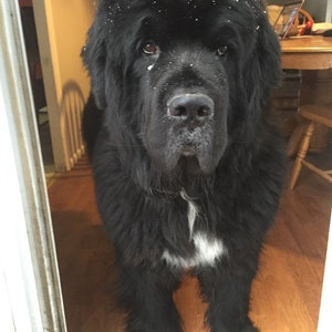 Hand Knit Newfoundland Golf Club Cover Golf Sock Made to Order - Etsy