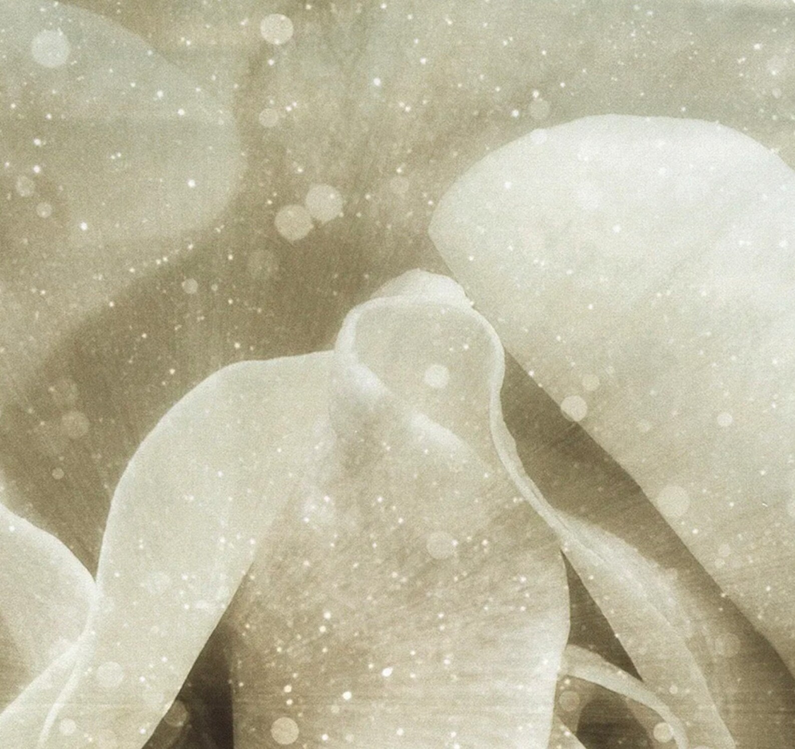 New Design Hoffman Dream Ivory Rose Panel 42/43 Square - Etsy