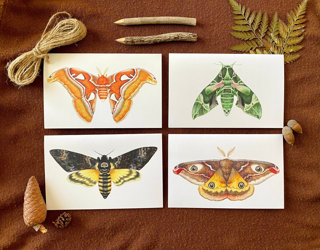 Colorful Moth Card Set - Cottage Core Insect Illustrations - Tiny ...