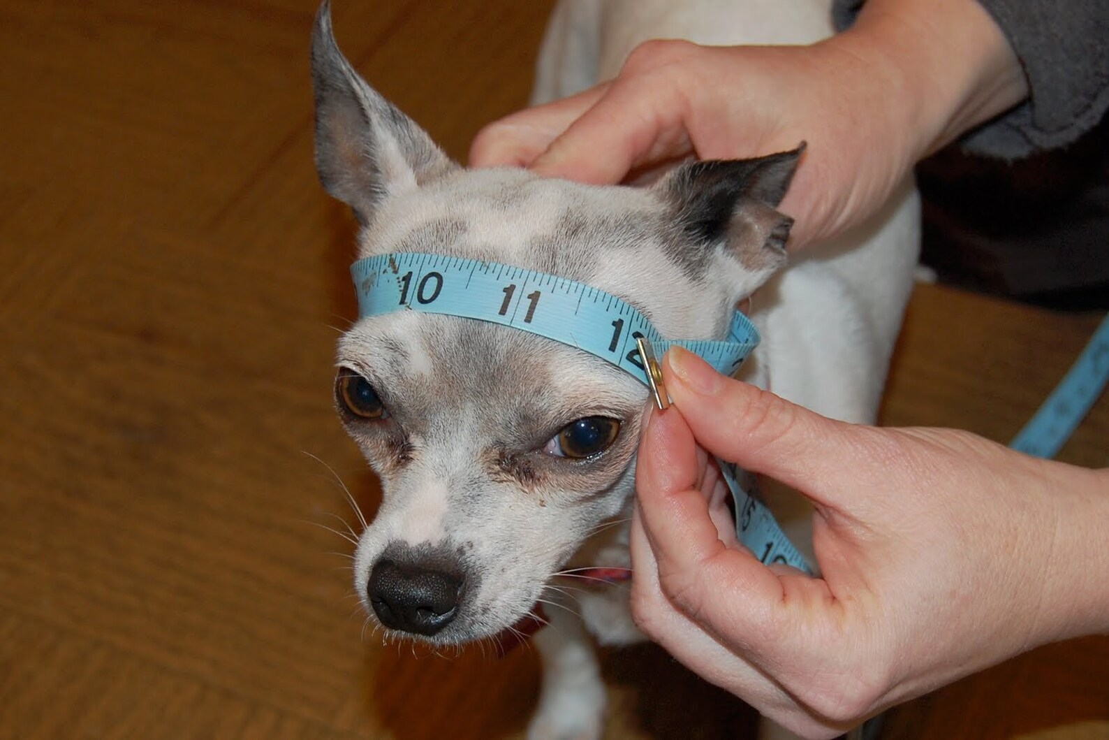 Three Musketeers Costume Dog Halloween Costume Halloween - Etsy