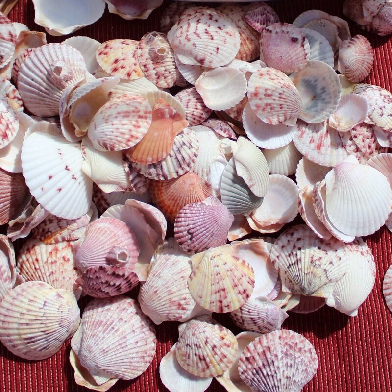 Scallop Shell - Etsy