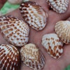 Whelk Egg Case, Spiral Egg Case, Sea Shell Case, Keewaydin, Egg Casing ...