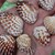 Whelk Egg Case, Spiral Egg Case, Sea Shell Case, Keewaydin, Egg Casing ...