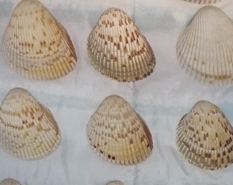 crushed cockle shells