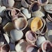 25 Venus Clam Shells, Seashells, Beach Decor, Shells, Purple Shells ...