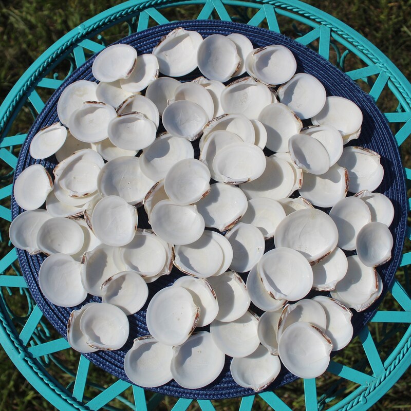Clam Shell - Etsy