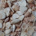 50 Cats Paw Seashells, Kitten Paw Shells, Cats Paw Shells, Sanibel Sea ...
