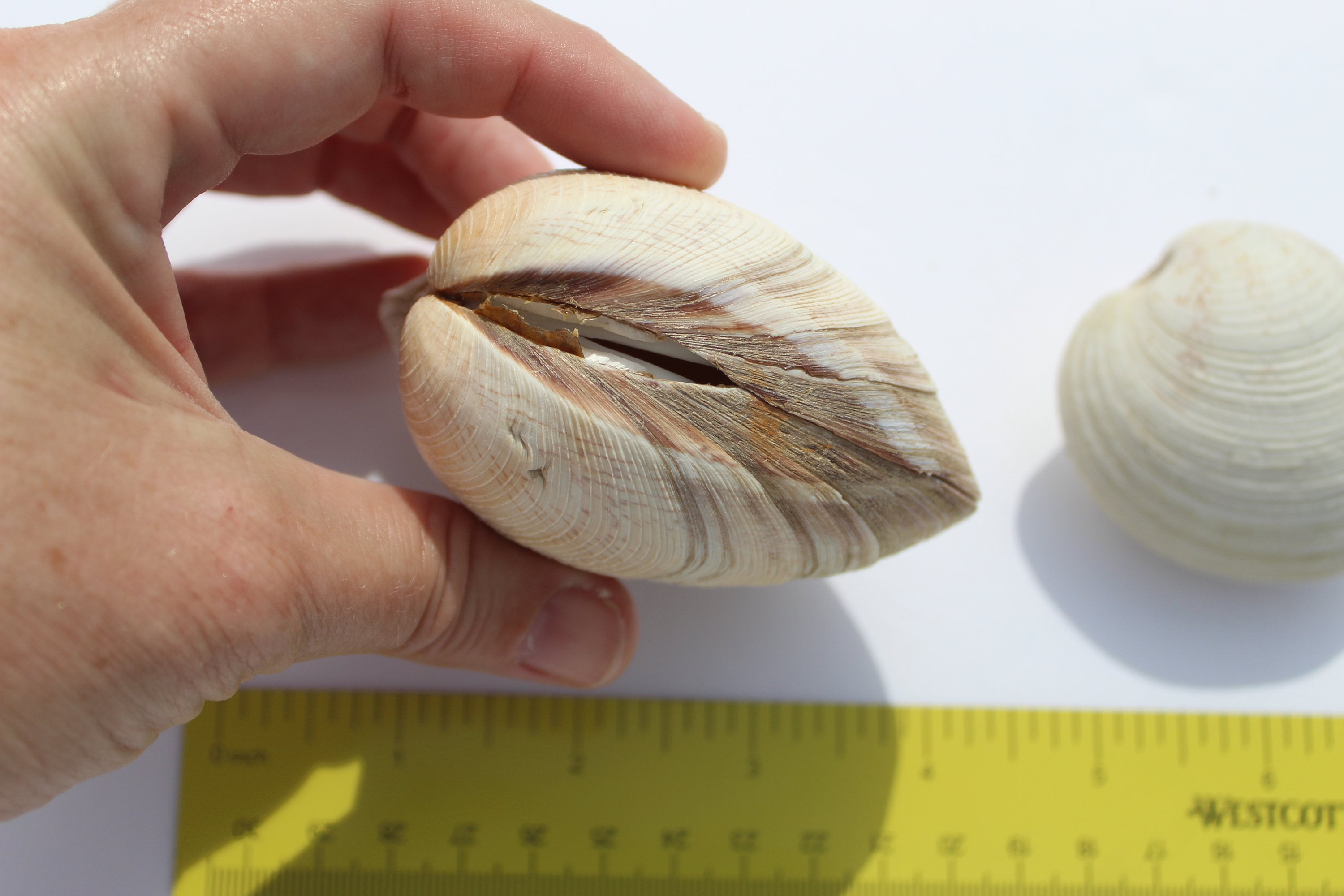 Quahog Shells, Brown Clam Shells, Matched Clam Shells, Hard Shell Clams ...