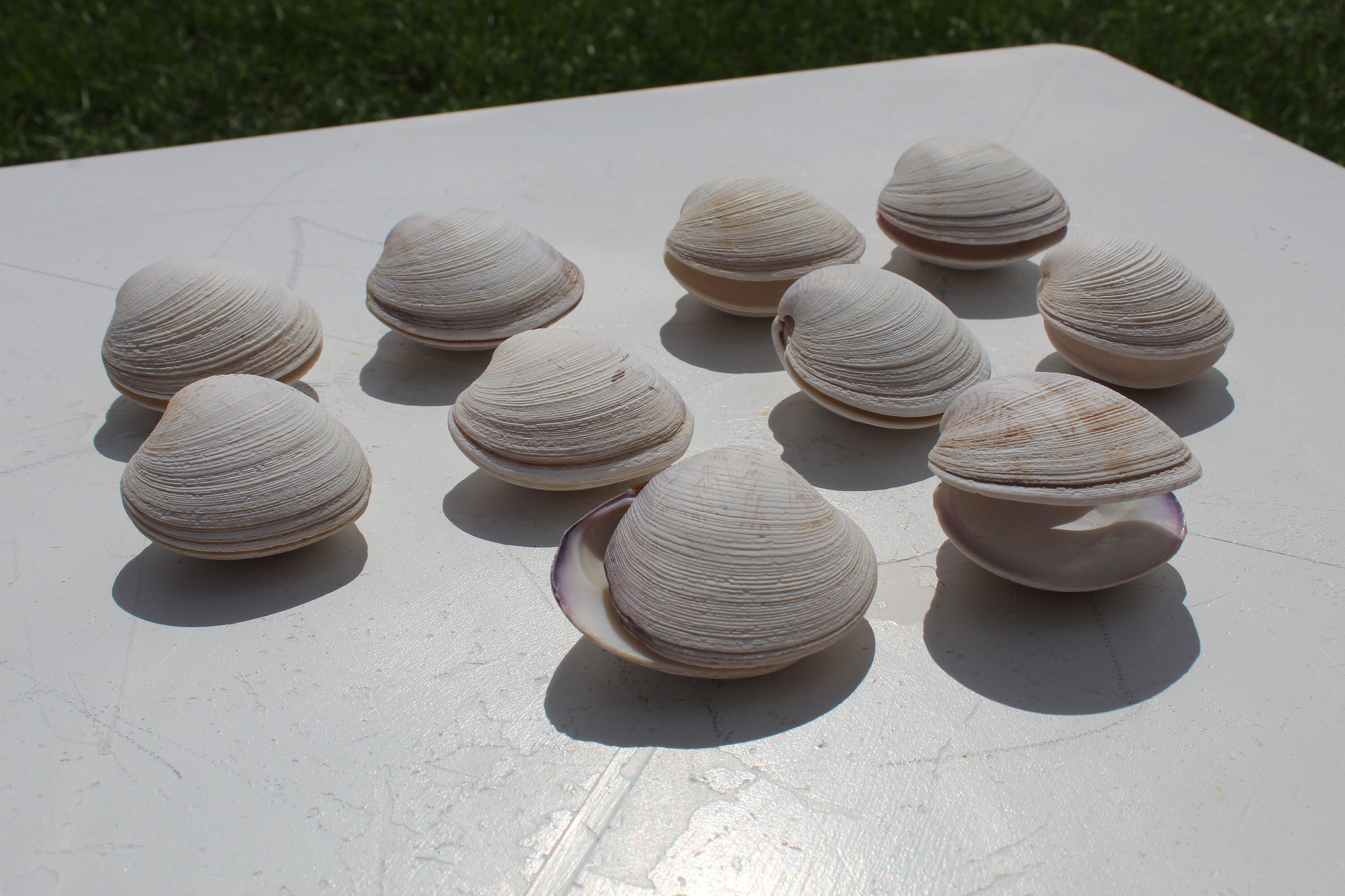 Quahog Shells, Brown Clam Shells, Matched Clam Shells, Hard Shell Clams ...