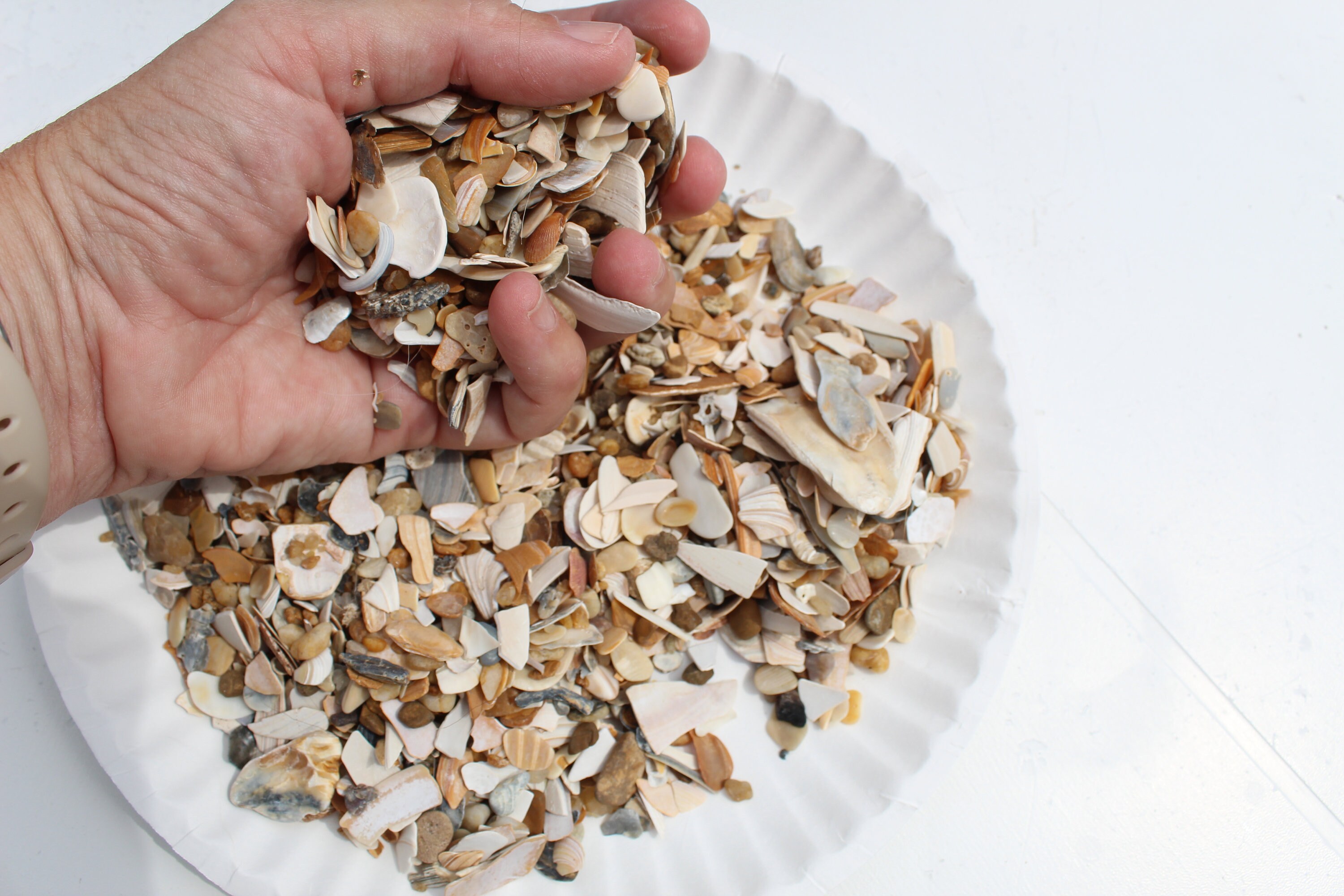 Natural Crushed Shells, 1 Lb Broken Shells, Shell Pieces, Vase Filler ...