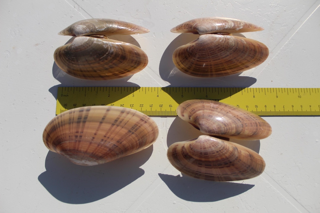 Sunray Venus Shell Pairs, Clam Shells, Sunray Venus Clams, Four Shell ...