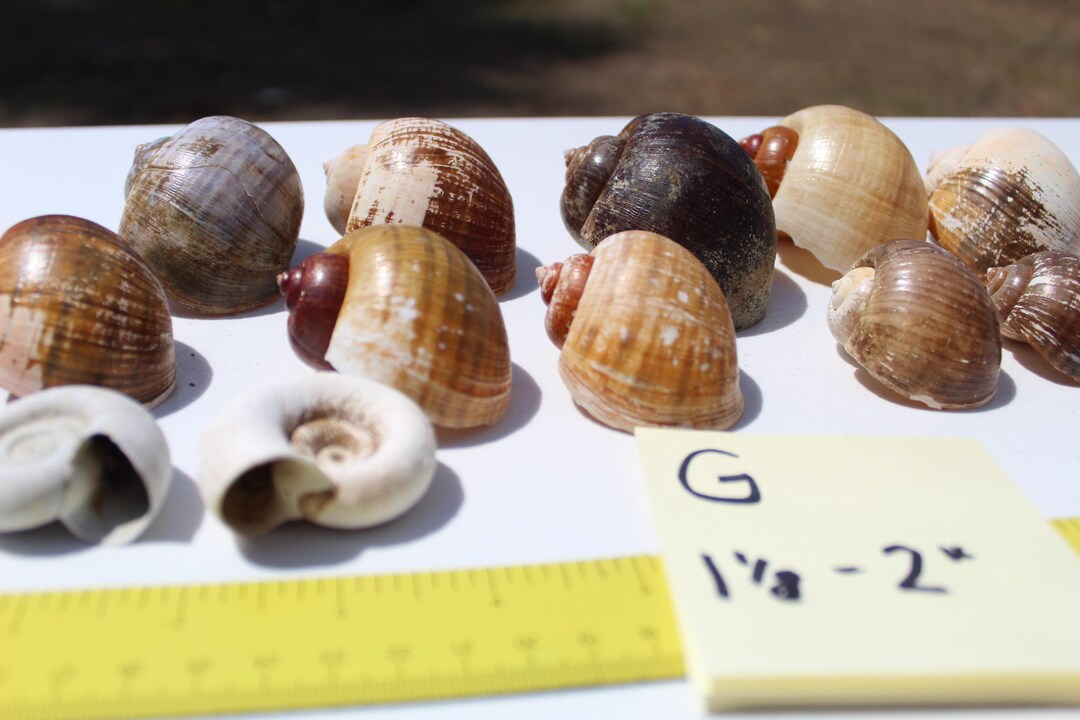 Mixed Size Apple Snail Shells, 10 Apple Snail Shells, 1 1/8"--2 ...