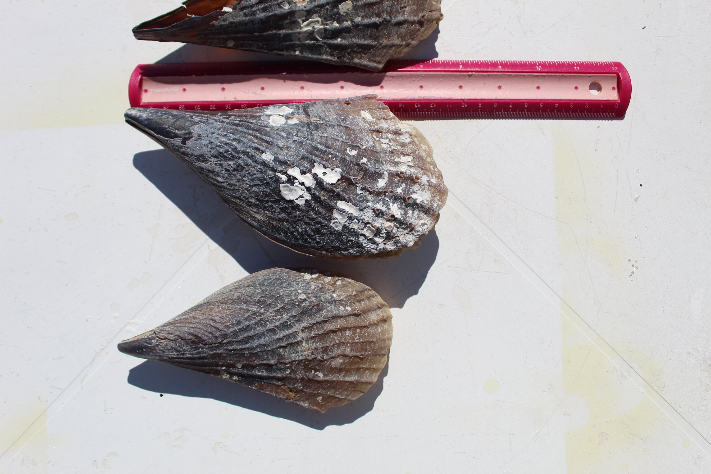 Pen Shells Keewaydin Island Whole Pen Shells Aura Borealis - Etsy