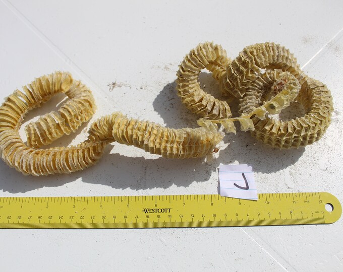 Whelk Egg Case, Spiral Egg Case, Sea Shell Case, Sanibel, Egg Casing - Etsy