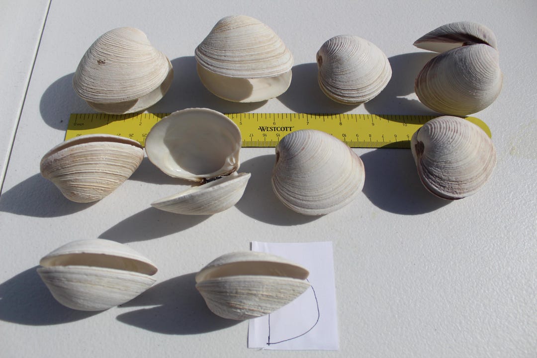 10 Quahog Clam Shell Pairs, 20 Quahog Clam Shells, Hard Clam Shells ...