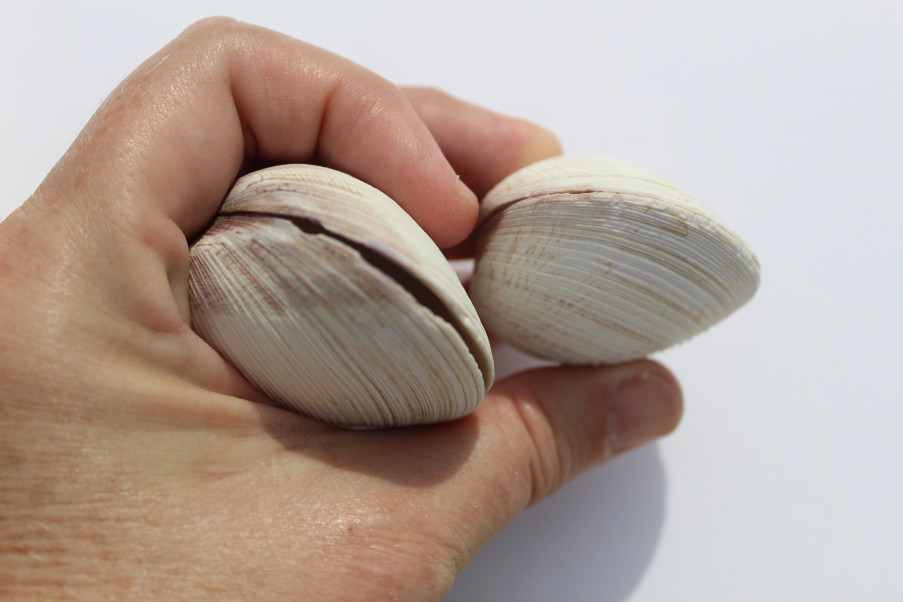 Quahog Shells, Brown Clam Shells, Matched Clam Shells, Hard Shell Clams ...
