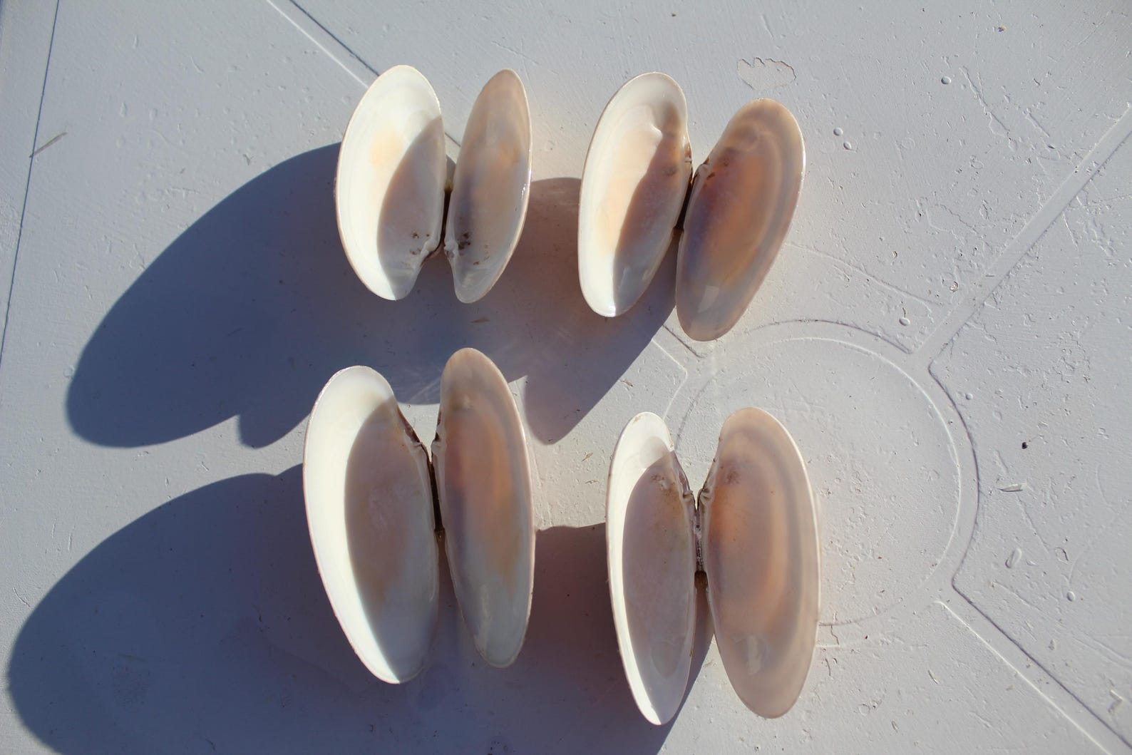 Florida Sunray Venus Clam Shell Pairs, Gulf Coast Seashells, 3.5 Inch ...