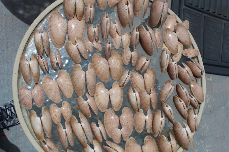 Sunray Venus Shell Pairs, Clam Shells, Sunray Venus Clams, Shell Pairs ...