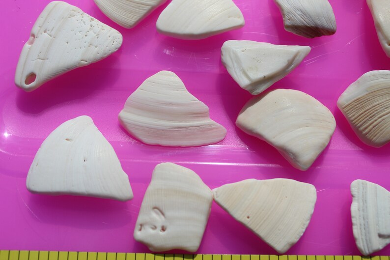 8 Ounces Seashell Chips, Shell Pieces, Ribbed Shells, Gulf Coast Shell ...