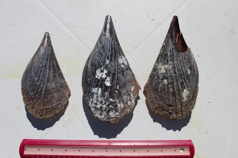 Pen Shells Keewaydin Island Whole Pen Shells Aura Borealis - Etsy