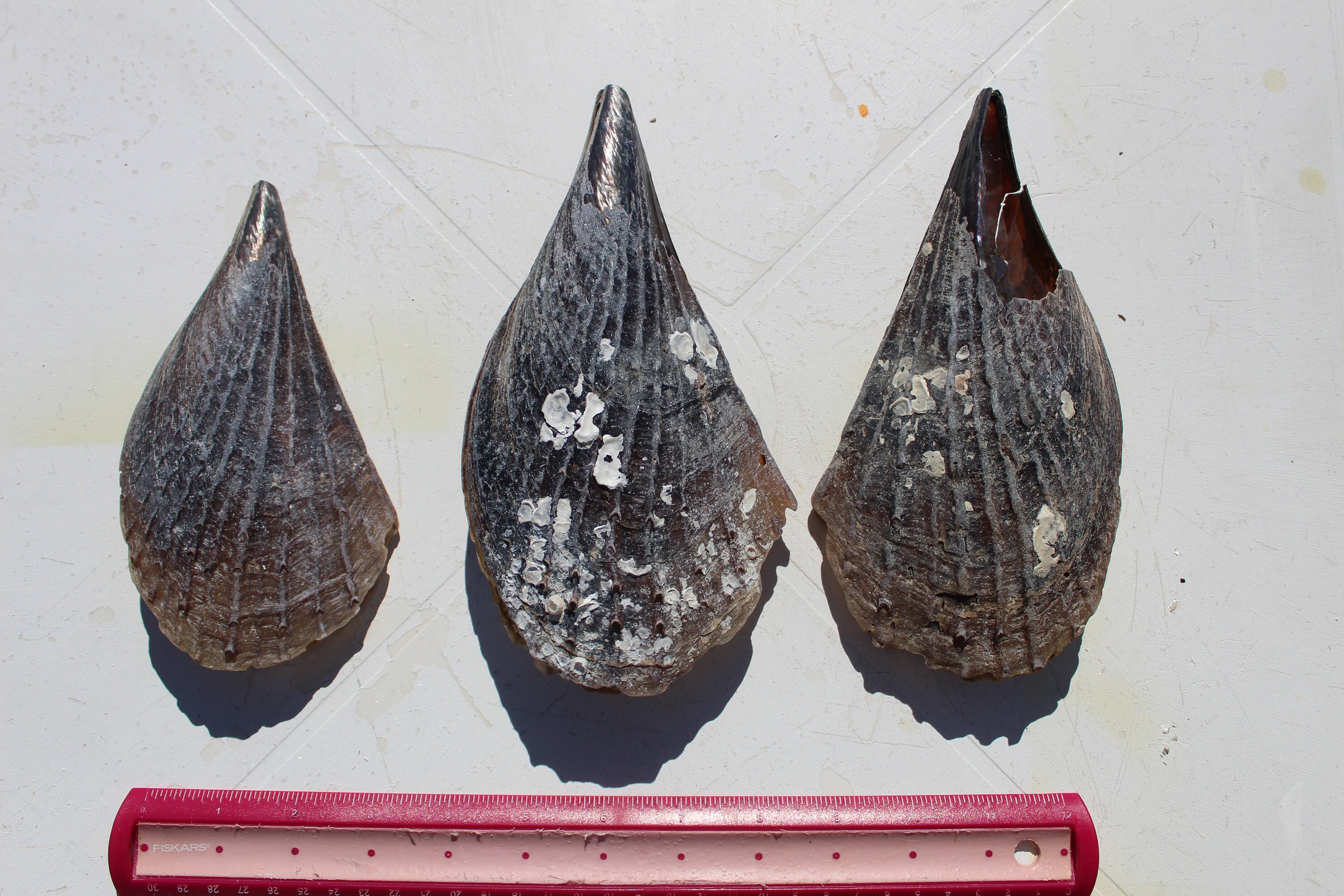 Pen Shells Keewaydin Island Whole Pen Shells Aura Borealis - Etsy