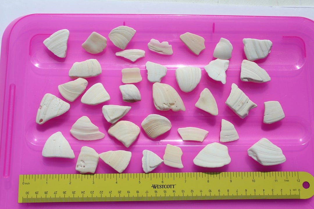 8 Ounces Seashell Chips, Shell Pieces, Ribbed Shells, Gulf Coast Shell ...