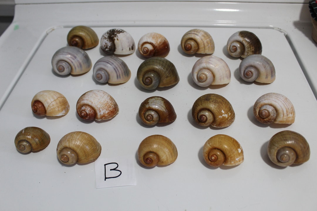 Medium Apple Snail Shells 20 Apple Snail Shells - Etsy