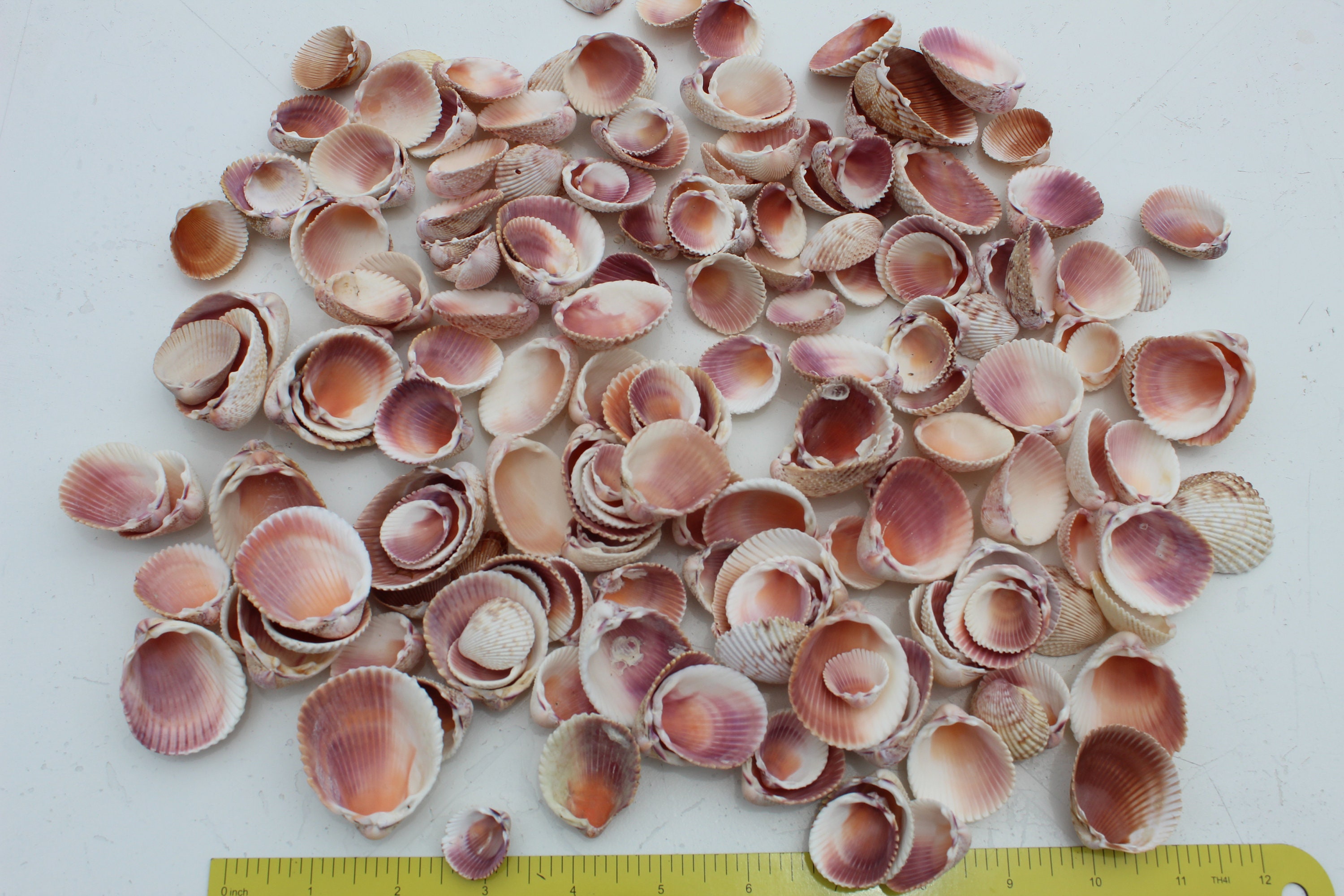 Natural Florida Shells, Prickly Cockle Shells, Sanibel Island Shells ...