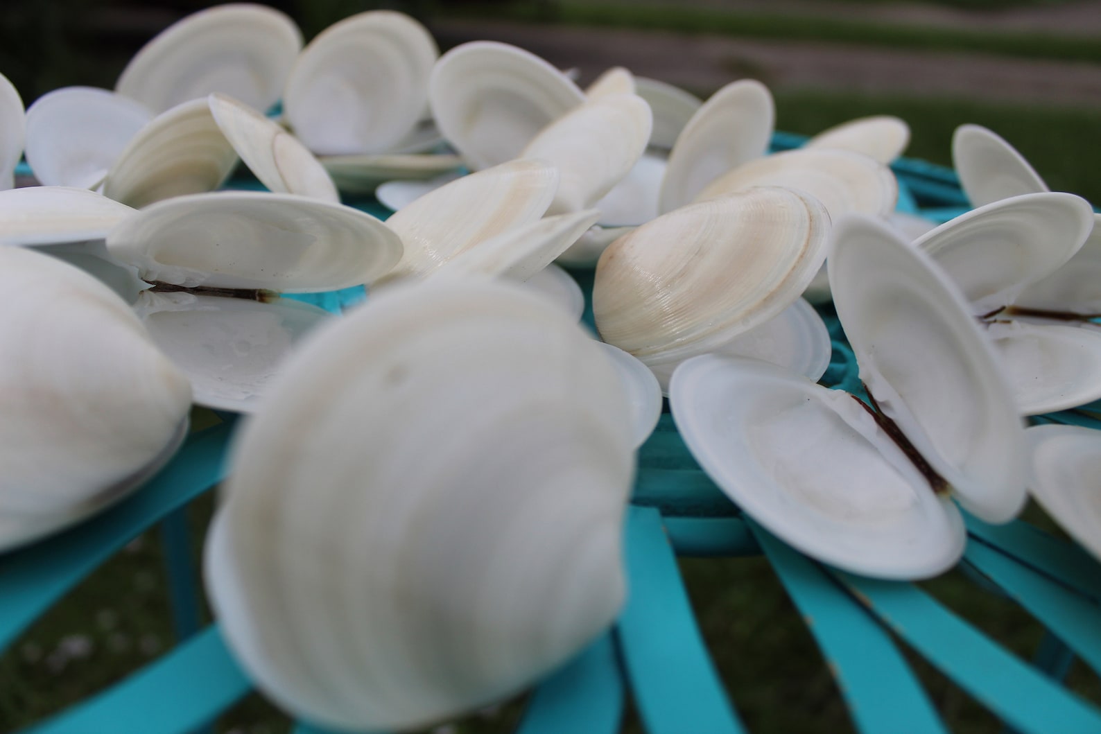 Dosinia Clam Shell, White Shells, Florida Gulf Coast, White, Textured ...