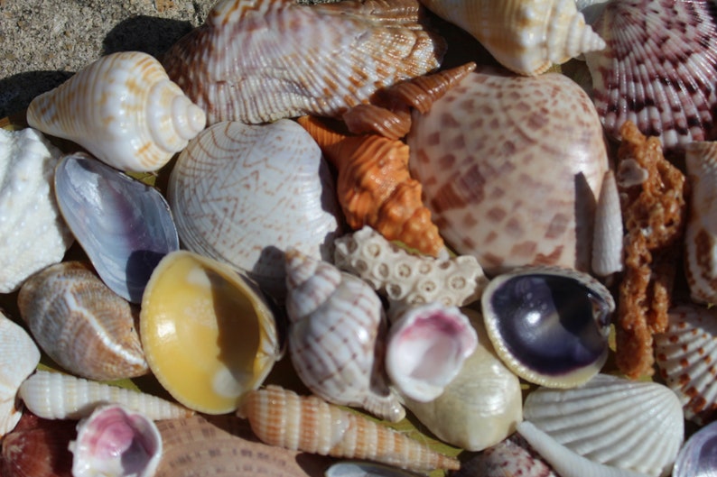 Nursery Shell Dinosaur Wall Decor-dino Bedroom-nursery Decor for Baby ...