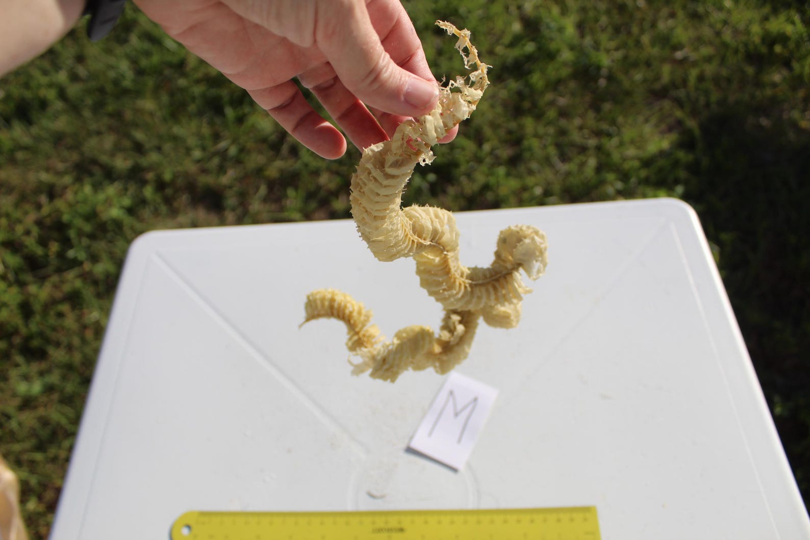 Whelk Egg Case, Spiral Egg Case, Sea Shell Case, Keewaydin, Egg Casing ...