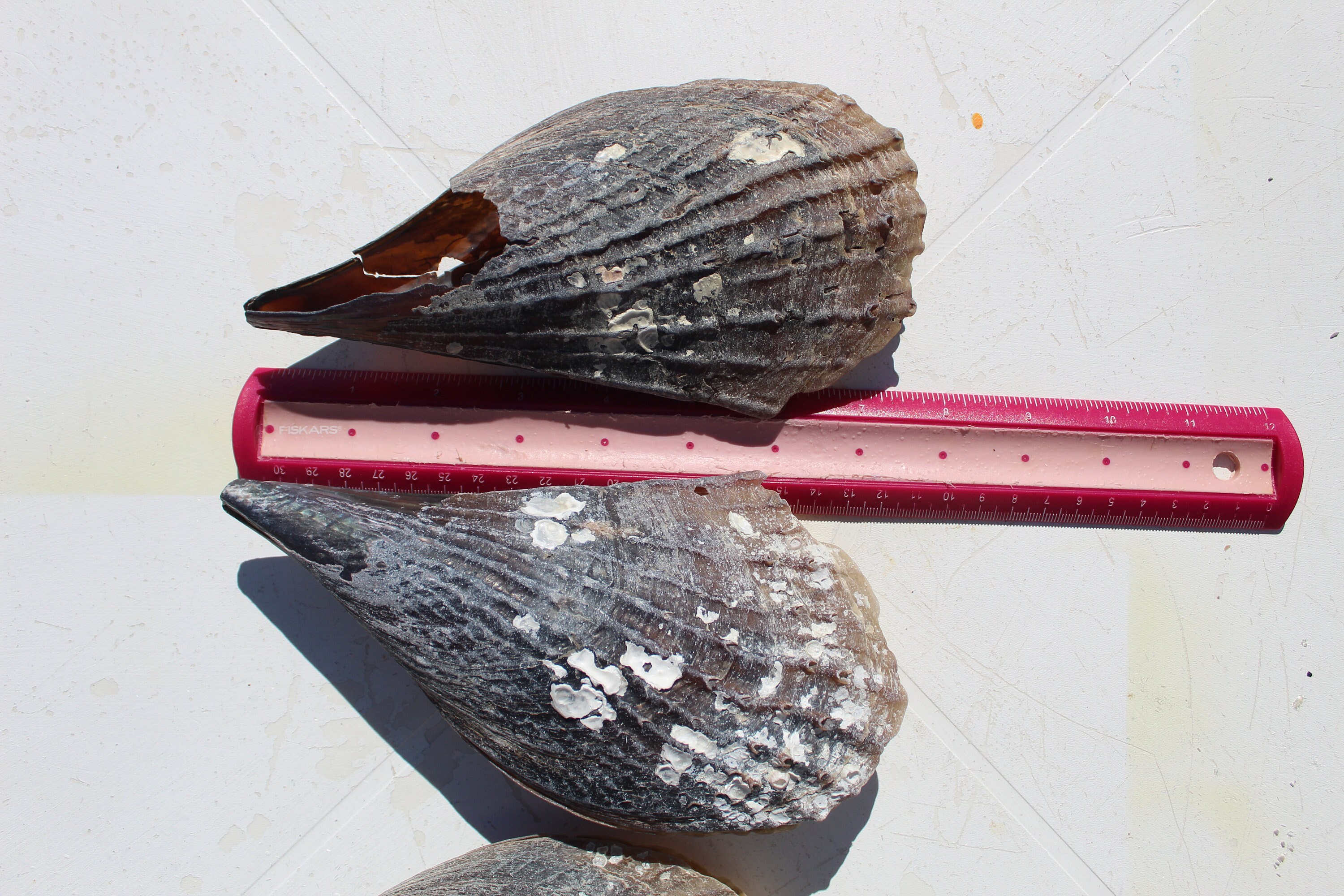 Pen Shells Keewaydin Island Whole Pen Shells Aura Borealis - Etsy