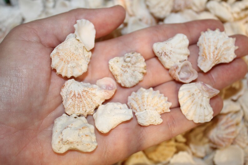 50 Cats Paw Seashells, Weather Worn Kitten Paw Shells, Cats Paw Shells ...