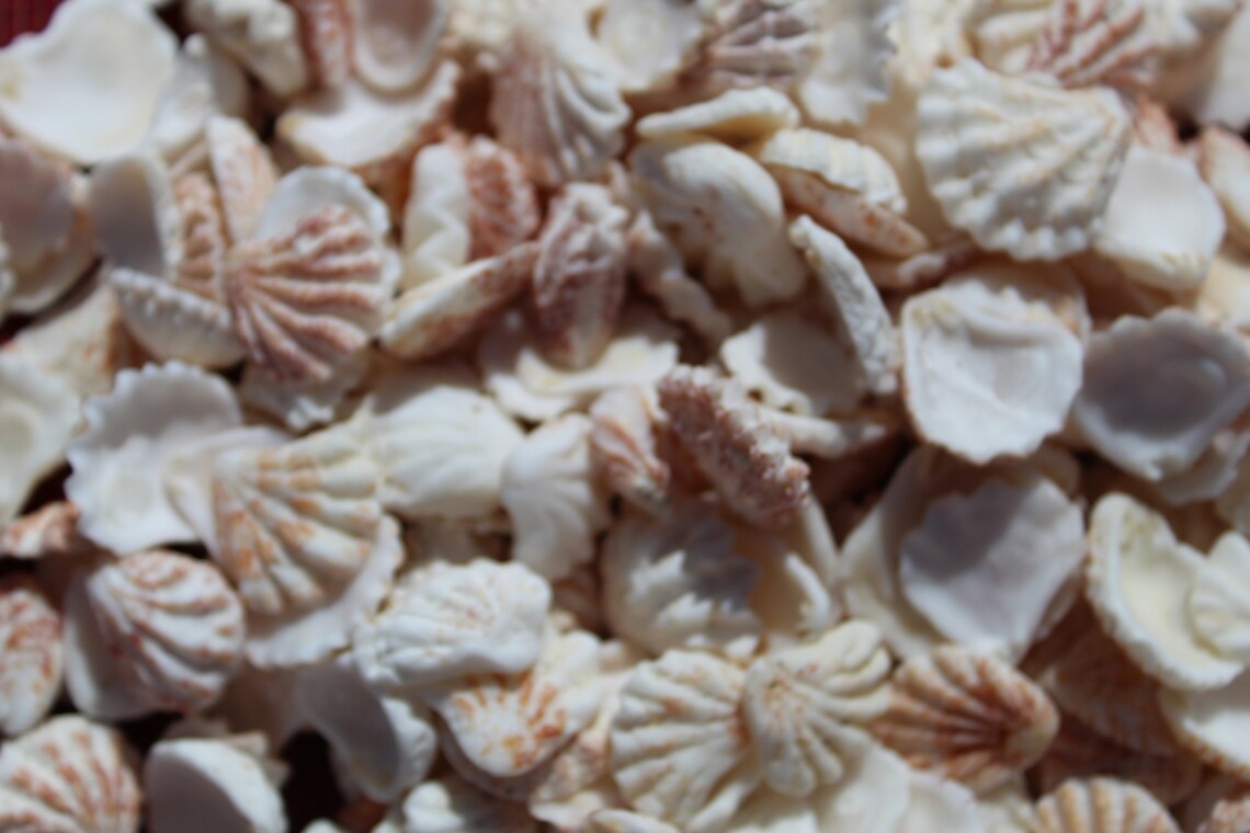 50 Cats Paw Seashells Kitten Paw Shells Cats Paw Shells | Etsy