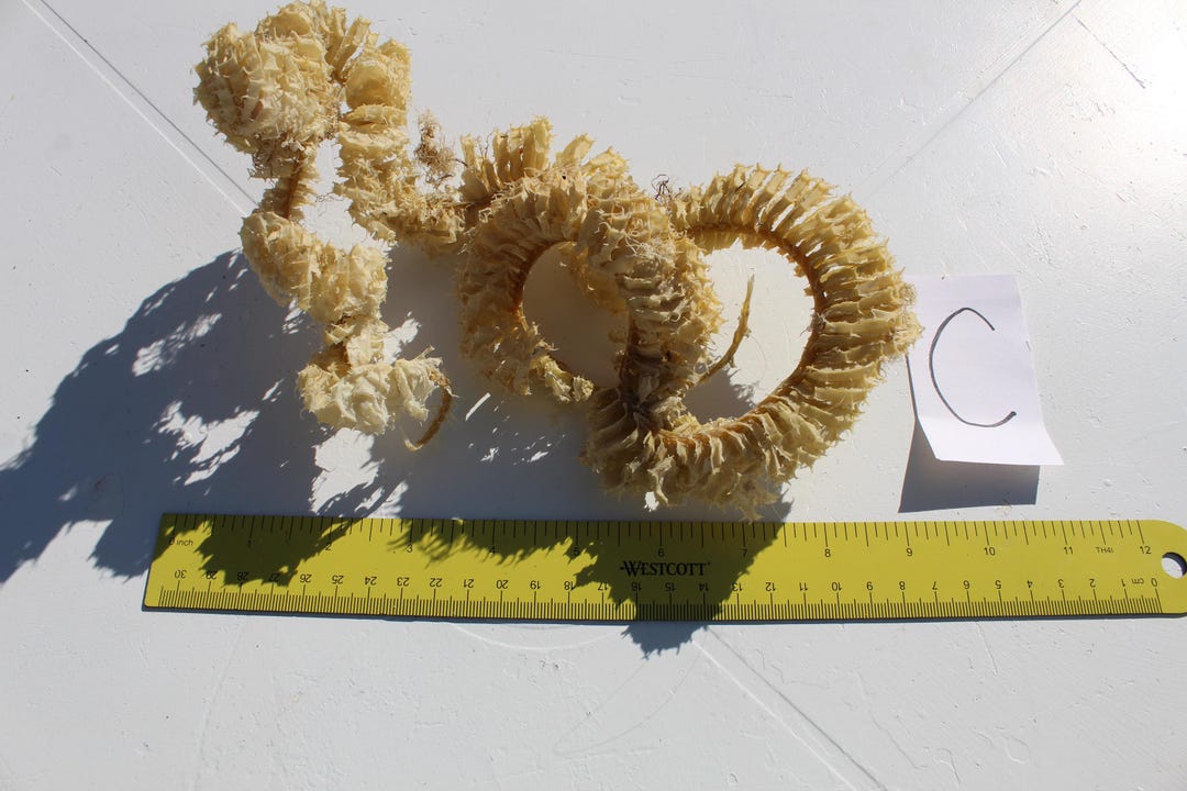 Whelk Egg Case, Spiral Egg Case, Sea Shell Case, Keewaydin, Egg Casing ...